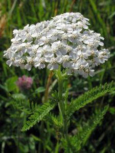 Get to Know Your Grasslands: Common Yarrow