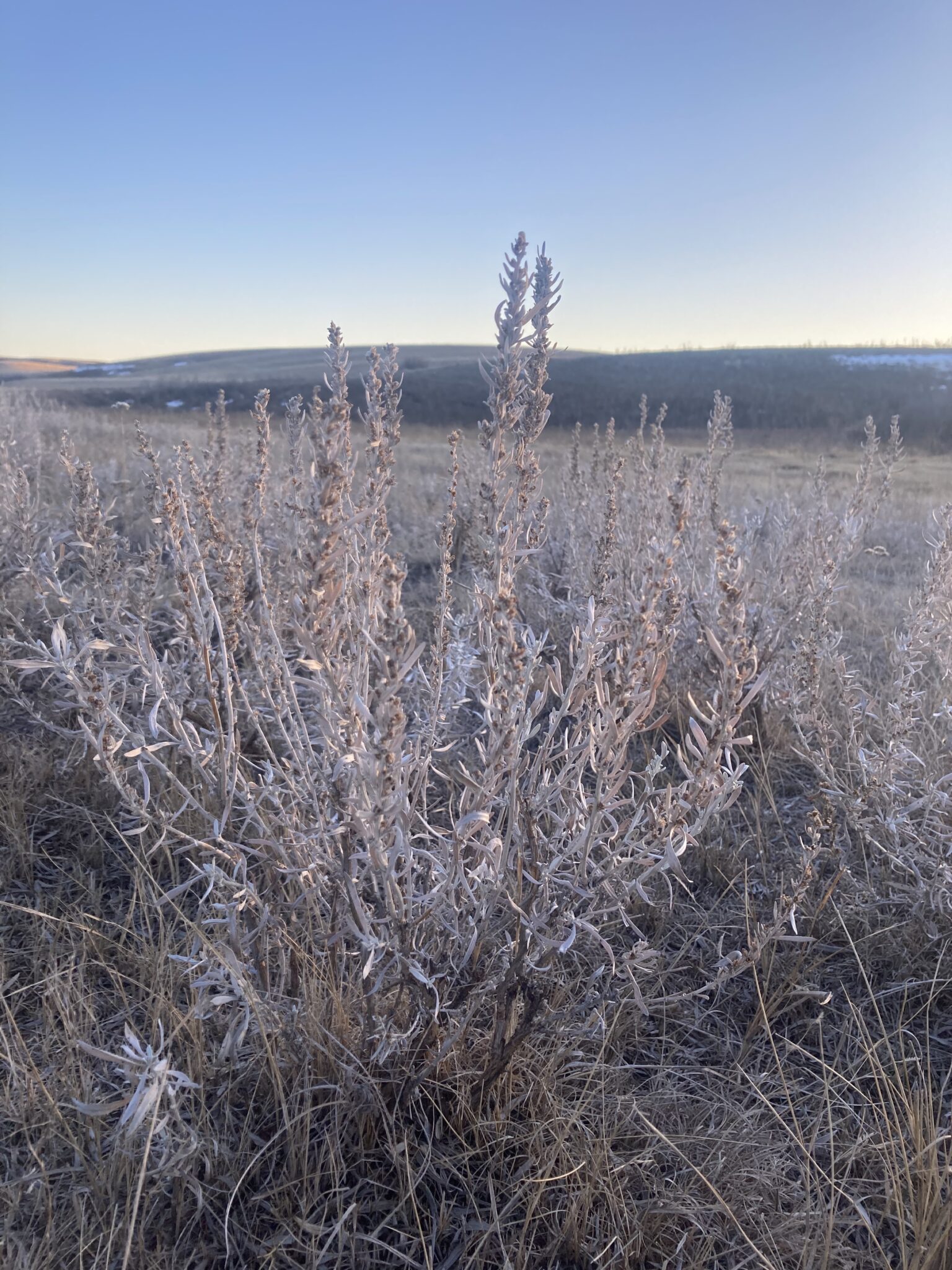 Get to Know Your Grasslands: Winterfat