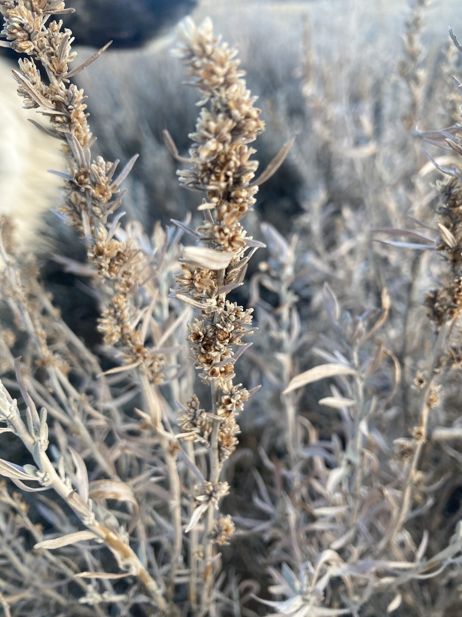 Get to Know Your Grasslands: Winterfat