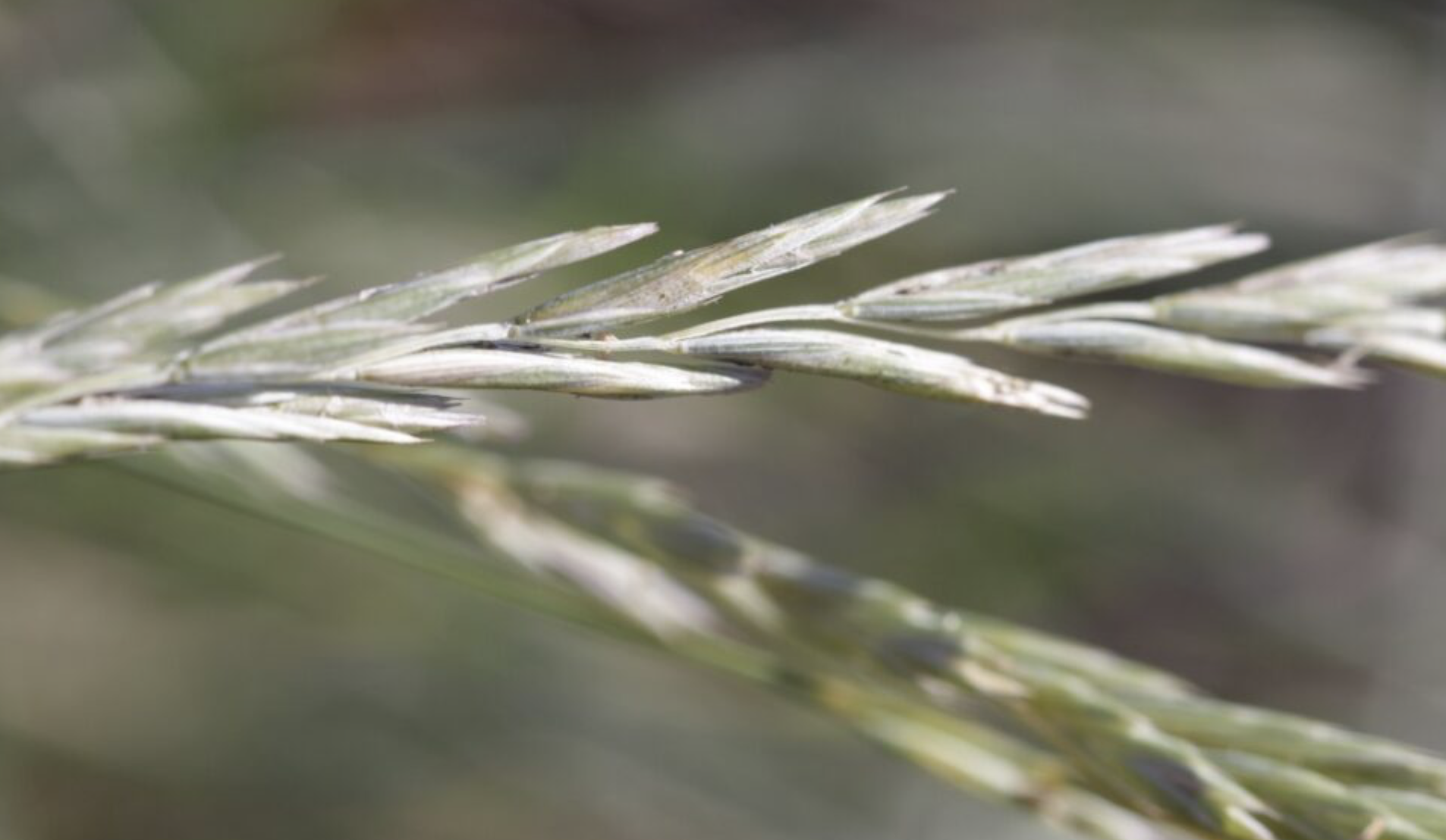 Get to Know Your Grasslands: Western Wheatgrass